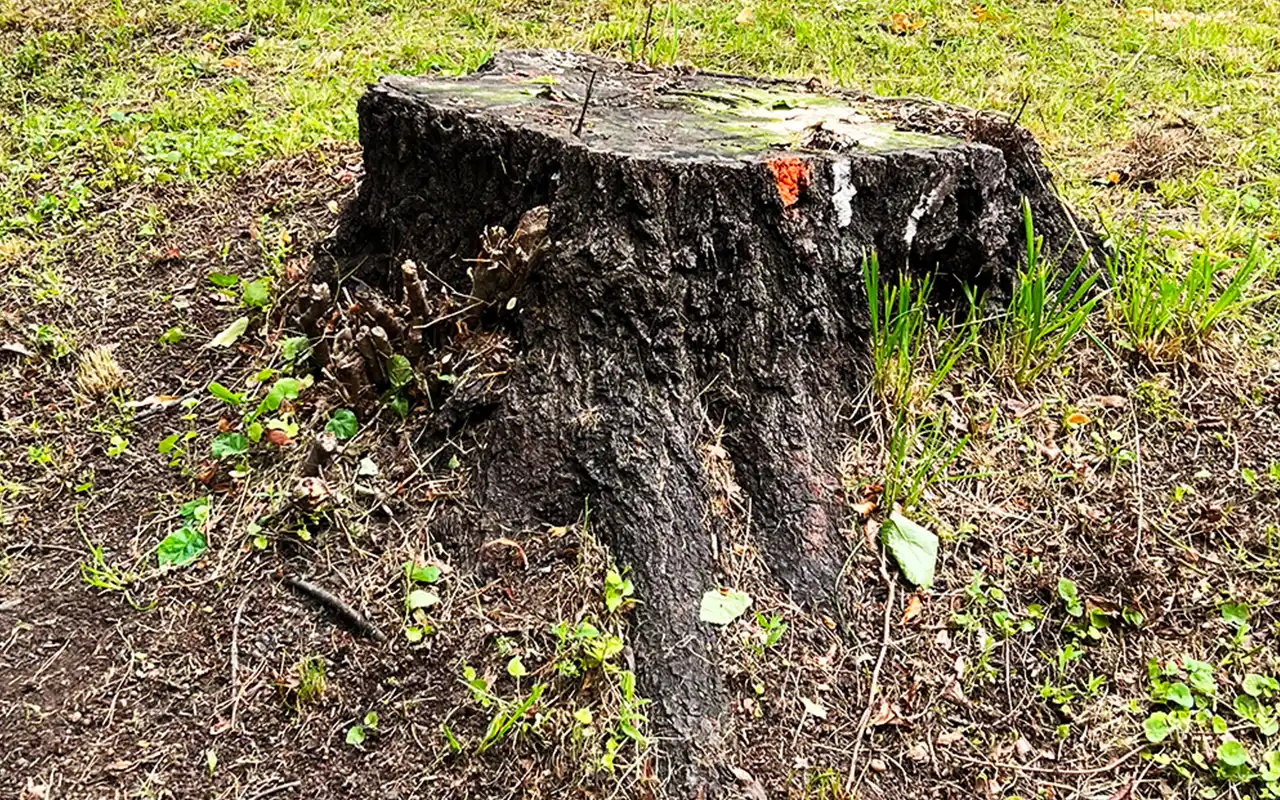 Stubbe • TrädgårdSmart | Din Trädgårdspartner i Stockholm & Uppsala